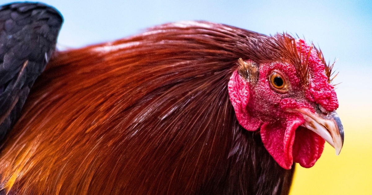 South Carolina renaming 'Sir Big Spur' rooster mascot | TigerNet